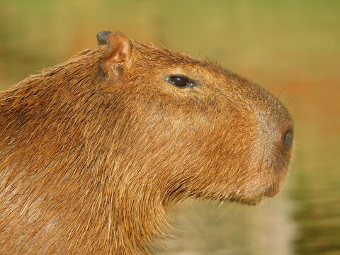 รูปภาพCapivara – เลือกดูภาพถ่ายสต็อก เวกเตอร์ และวิดีโอ13,255 | Adobe Stock