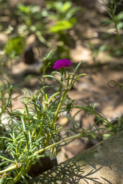 Moss-Rose Images – Browse 397 Stock Photos, Vectors, and Video | Adobe ...