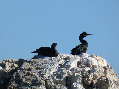 Cormorani Images – Browse 320 Stock Photos, Vectors, and Video | Adobe ...