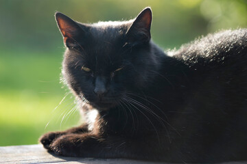 30+ Free Real Cat Pictures | Free HD Downloads - Pikwizard