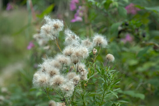 รูปภาพPappus – เลือกดูภาพถ่ายสต็อก เวกเตอร์ และวิดีโอ3,344 | Adobe Stock
