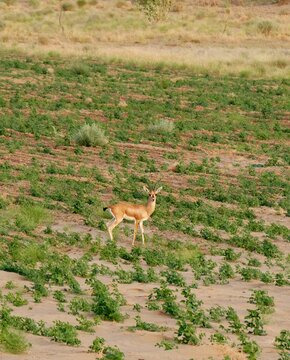 Chinkara Bilder – Durchsuchen 238 Archivfotos, Vektorgrafiken und ...