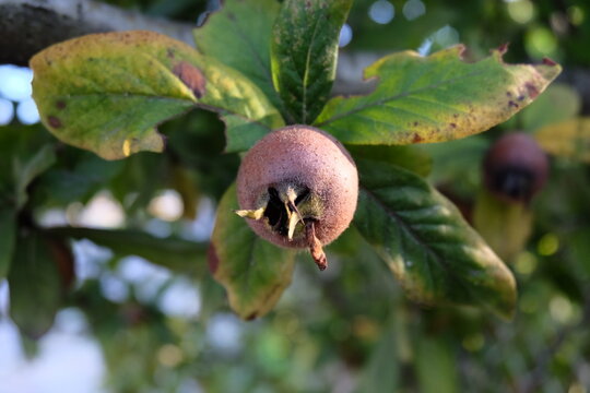 Musmula Imagens – Procure 19 fotos, vetores e vídeos | Adobe Stock