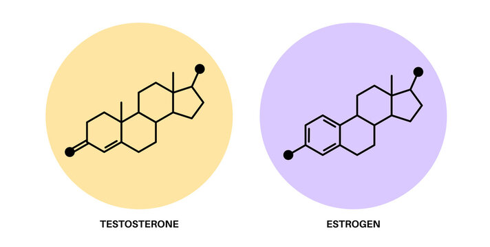 Estrogen Molecule