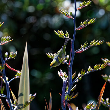 「Tauhou」の写真素材 | 44件の無料イラスト画像 | Adobe Stock
