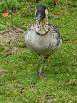 รูปภาพNene – เลือกดูภาพถ่ายสต็อก เวกเตอร์ และวิดีโอ42,231 | Adobe Stock