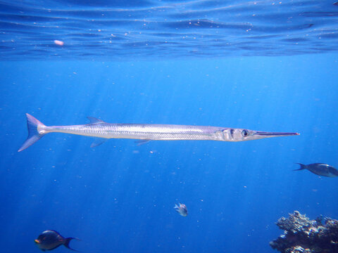 Crocodile Needlefish Injury