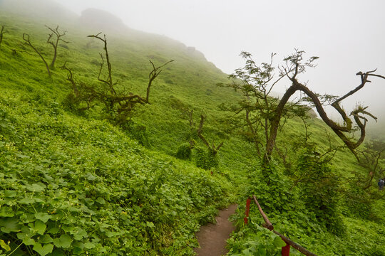 Lomas Images – Parcourir 2,959 le catalogue de photos, vecteurs et ...