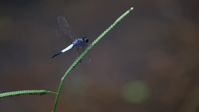 Pterostigma Images – Browse 319 Stock Photos, Vectors, and Video ...