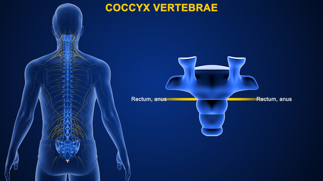 LAS 6,268 MEJORES IMÁGENES, FOTOS DE ARCHIVO Y VECTORES DE Coxis ...
