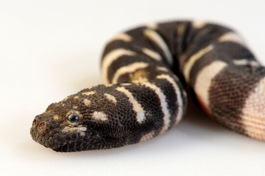 Banded Elephant Trunk Snake