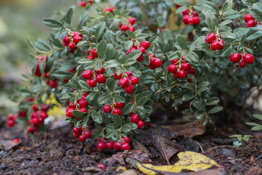 รูปภาพFoxberry – เลือกดูภาพถ่ายสต็อก เวกเตอร์ และวิดีโอ84,992 | Adobe Stock