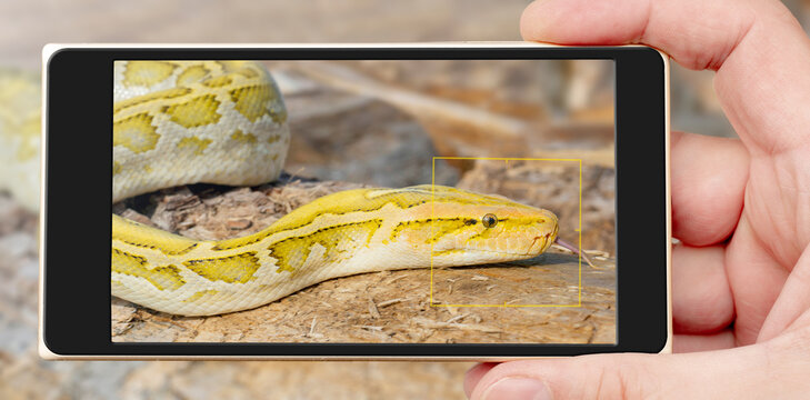 "Indian Rock Python" Images – Browse 709 Stock Photos, Vectors, and ...