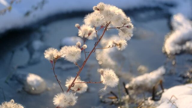 "Seashore Aster" Images – Browse 77 Stock Photos, Vectors, and Video ...