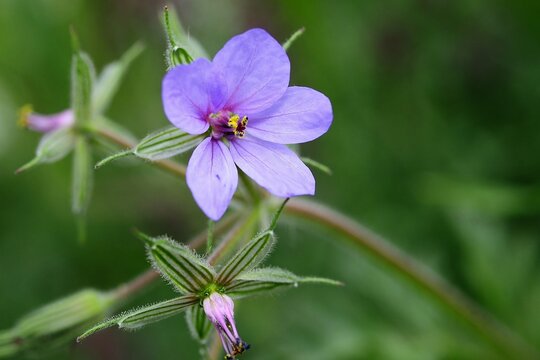 Pinwing 이미지 – 찾아보기 197 스톡 사진, 벡터 및 비디오 | Adobe Stock