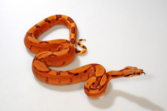 Jiboia-Constritora Images – Browse 40 Stock Photos, Vectors, and Video ...