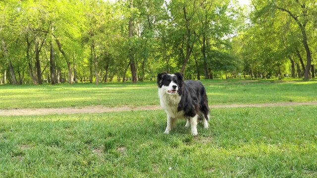 Colie Imagens – Procure 461 fotos, vetores e vídeos | Adobe Stock