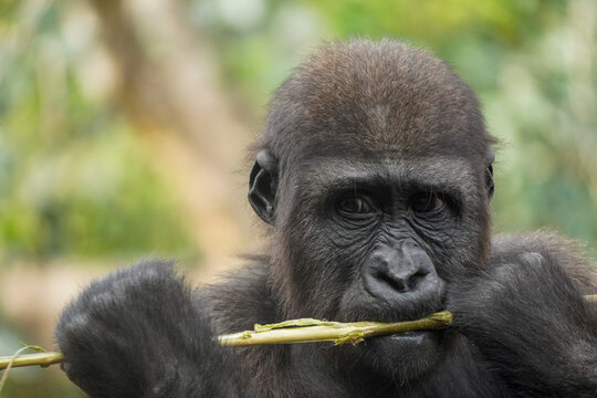 Simio 이미지 – 찾아보기 655 스톡 사진, 벡터 및 비디오 | Adobe Stock