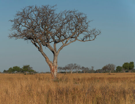 "Marula Tree" Images – Browse 232 Stock Photos, Vectors, and Video ...