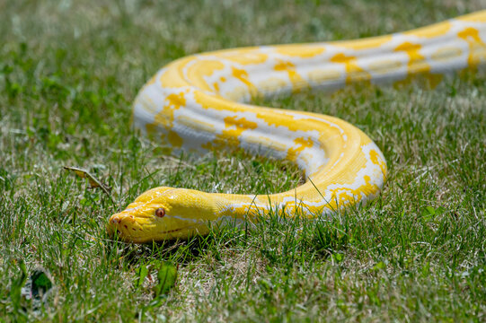"Python Snake" Images – Browse 4,110 Stock Photos, Vectors, and Video ...