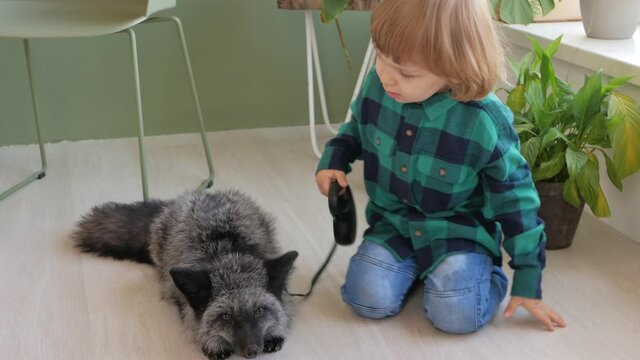 Leisefuchs Bilder – Durchsuchen 505 Archivfotos, Vektorgrafiken und ...