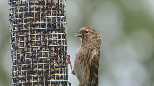 Redpol Bilder – Durchsuchen 110 Archivfotos, Vektorgrafiken und Videos ...