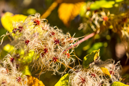 Beume Images – Browse 50 Stock Photos, Vectors, and Video | Adobe Stock