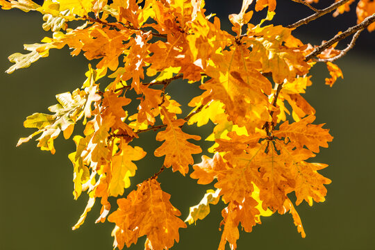 Beume Images – Browse 50 Stock Photos, Vectors, and Video | Adobe Stock