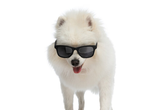 Cool Dog Images – Browse 178,300 Stock Photos, Vectors, and Video ...