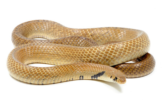 รูปภาพCribo – เลือกดูภาพถ่ายสต็อก เวกเตอร์ และวิดีโอ15 | Adobe Stock