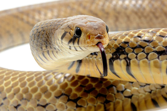 Imagens de Cribo – Explore Fotografias do Stock, Vetores e Vídeos de 15 ...