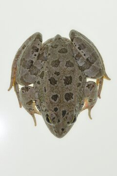 Hoptoad Bilder – Durchsuchen 551 Archivfotos, Vektorgrafiken und Videos ...