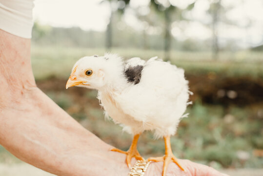 Pollito bilder – Bläddra bland 601 stockfoton, vektorer och videor ...