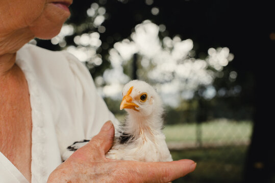 Pollito bilder – Bläddra bland 506 stockfoton, vektorer och videor ...