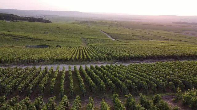 "Champ De Vigne" 影像 – 瀏覽 275 個素材庫相片、向量圖和影片 | Adobe Stock