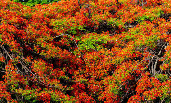 รูปภาพFlamboyant – เลือกดูภาพถ่ายสต็อก เวกเตอร์ และวิดีโอ25,326 | Adobe ...