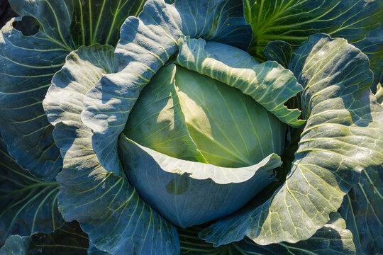 "Cabbage Stalk" Images – Browse 138 Stock Photos, Vectors, and Video ...