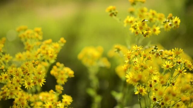 Groundsel Video Footage – Browse 108 HD Stock Video and Footage | Adobe ...