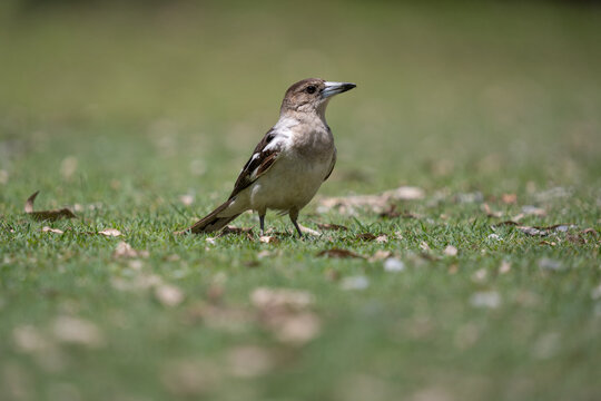 Butcher-Bird Images – Browse 1,263 Stock Photos, Vectors, and Video ...