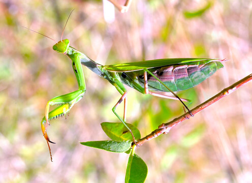 Mante bilder – Bläddra bland 1,124 stockfoton, vektorer och videor ...