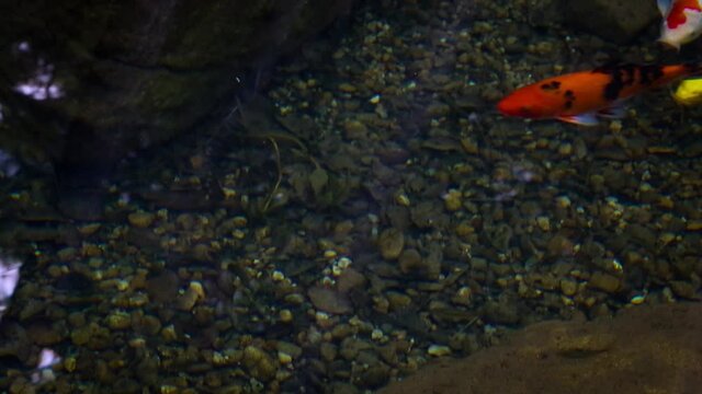 "Coi Fish" Images – Browse 45 Stock Photos, Vectors, and Video | Adobe ...