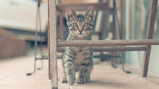 LAS 477,339 MEJORES IMÁGENES, FOTOS DE ARCHIVO Y VECTORES DE Tabby ...