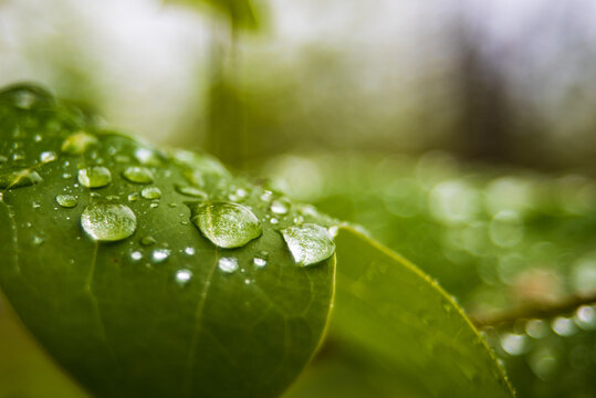 Umidità Immagini - Sfoglia 405,461 foto, vettoriali e video Stock ...