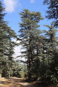 Cedra Images – Browse 39 Stock Photos, Vectors, and Video | Adobe Stock