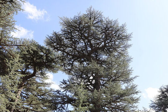 Cedra Images – Browse 39 Stock Photos, Vectors, and Video | Adobe Stock