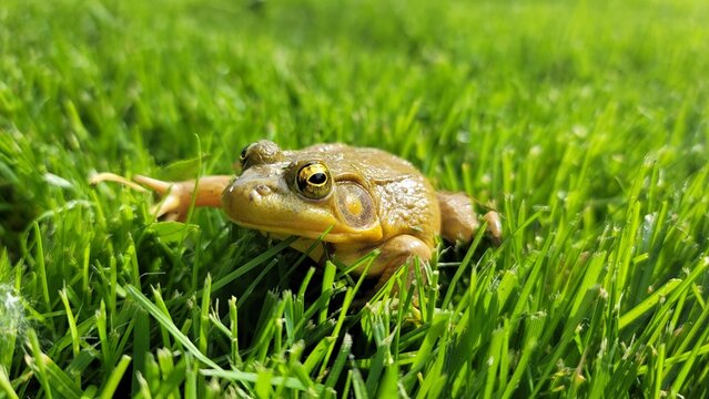 รูปภาพBullfrog – เลือกดูภาพถ่ายสต็อก เวกเตอร์ และวิดีโอ8,521 | Adobe Stock