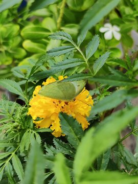 Prakriti Images – Browse 439 Stock Photos, Vectors, and Video | Adobe Stock