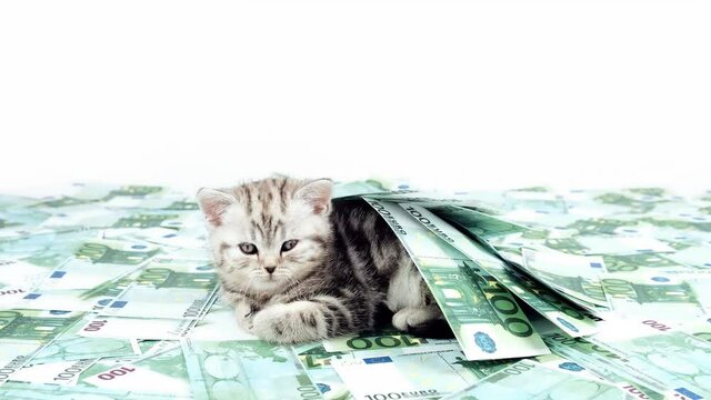 Kitten Money Images – Browse 8,378 Stock Photos, Vectors, and Video ...