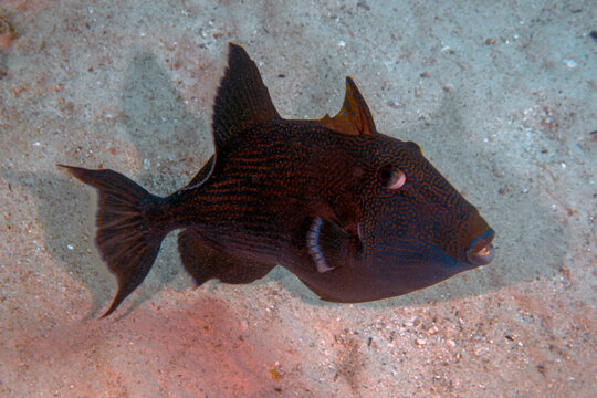 รูปภาพBalistidae – เลือกดูภาพถ่ายสต็อก เวกเตอร์ และวิดีโอ5,704 | Adobe ...