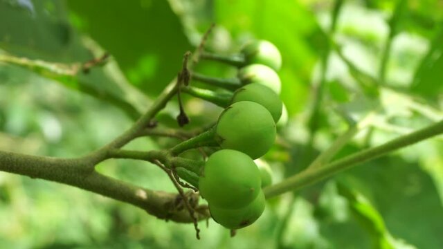 Zamorette Images – Browse 32 Stock Photos, Vectors, and Video | Adobe Stock